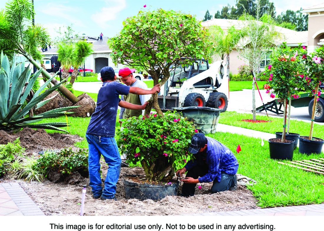 Picking top trees for property | News, Sports, Jobs - The Mining Journal